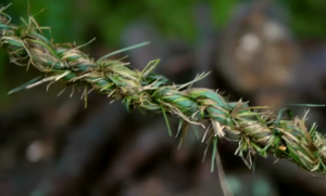 How To Make Rope From Grass [Easy Method] – SurvivalKit.com