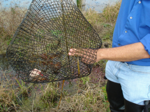 Making a Crayfish Trap That Works – SurvivalKit.com