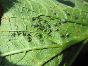 Controlling Squash Bug Infestations in Your Garden – SurvivalKit.com