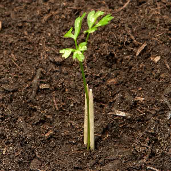 Surprising and Practical Uses for Toothpicks – SurvivalKit.com