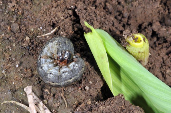 How to Control and Eliminate Cutworm Problems – SurvivalKit.com