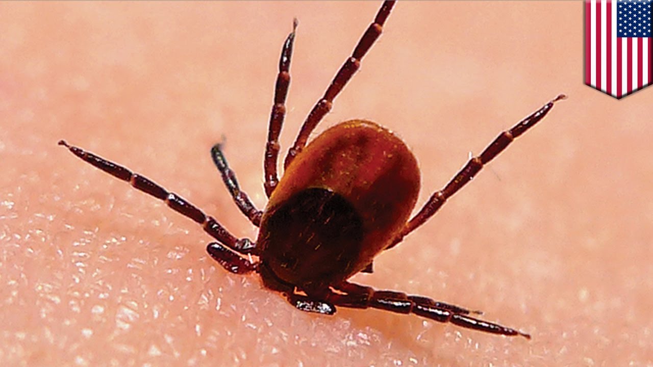 Mosquito and Tick-Borne Infections Explode Across the Country ...