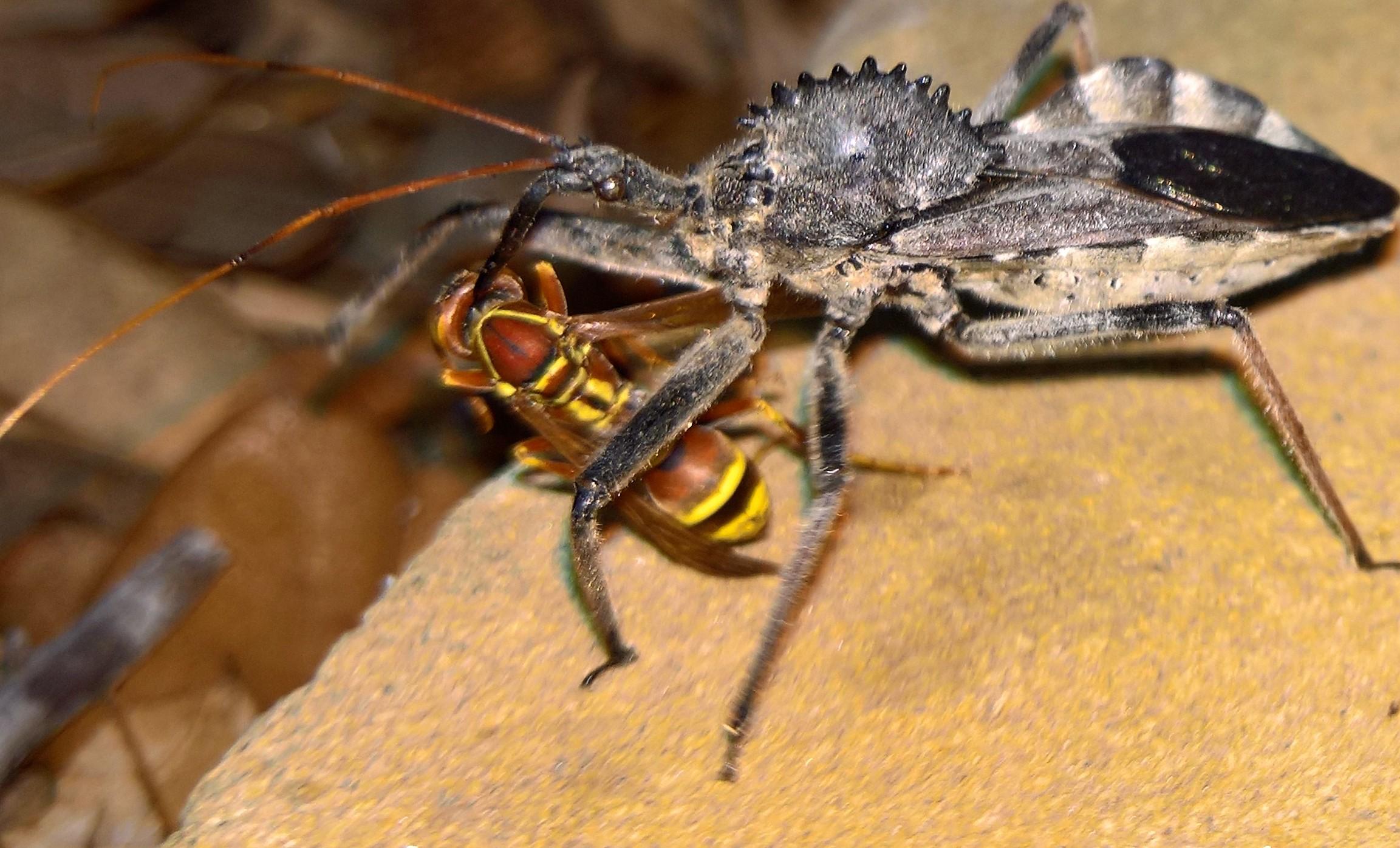 Assassin Bugs The Good Bad And Creepy