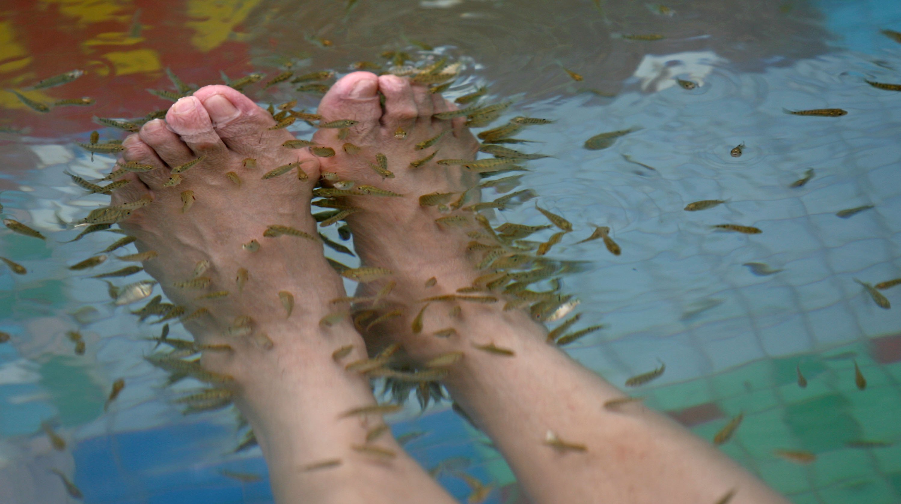 Like Your Toenails? Then Don’t Get a Fish Pedicure – SurvivalKit.com